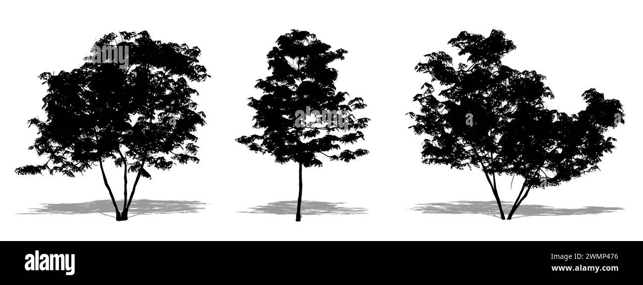 Set or collection of Japanese Maple trees as a black silhouette on ...