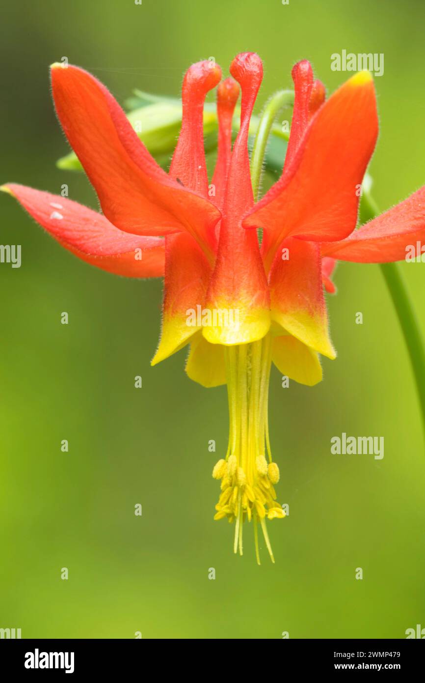 Red columbine along Pyramids Trail, Willamette National Forest, Oregon ...