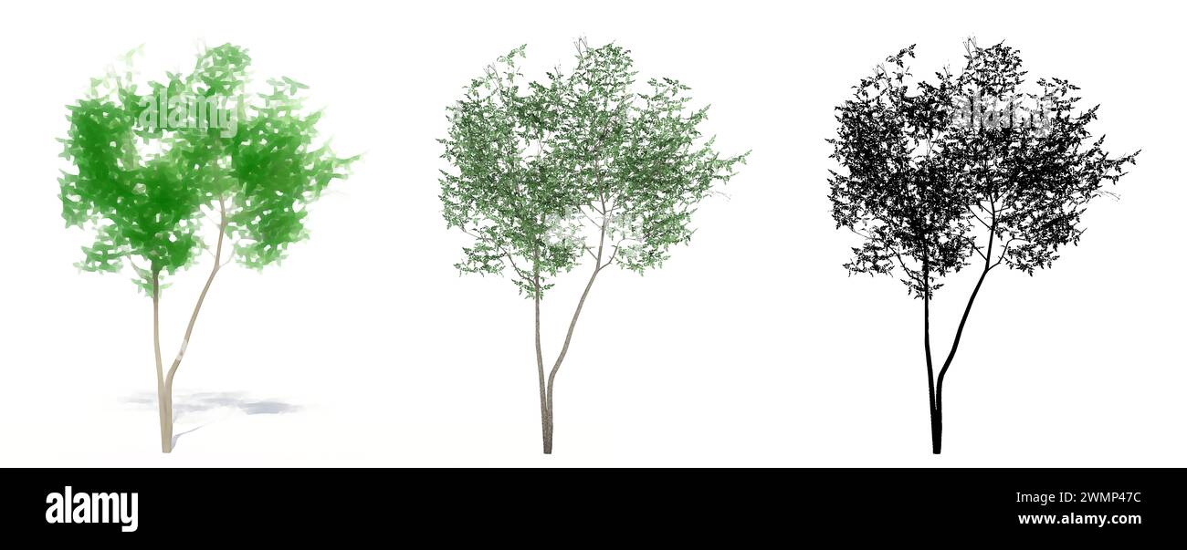 Set or collection of Green Ash trees, painted, natural and as a black ...