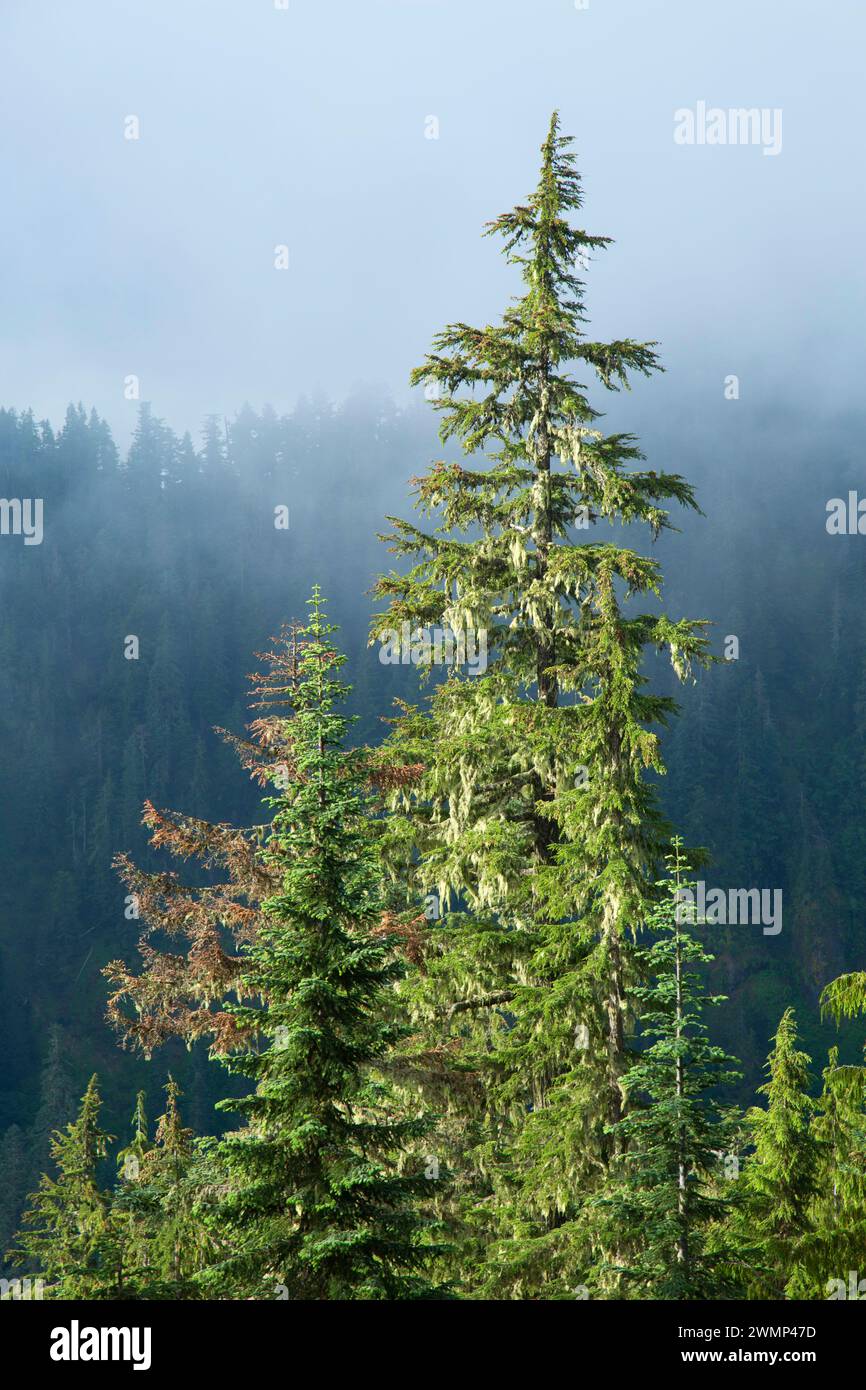 Forest from Pyramids Trail, Willamette National Forest, Oregon Stock ...