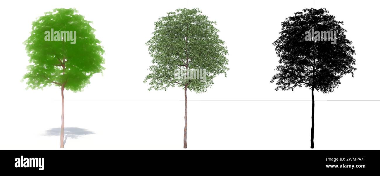 Tree shadow on grey Cut Out Stock Images & Pictures - Alamy