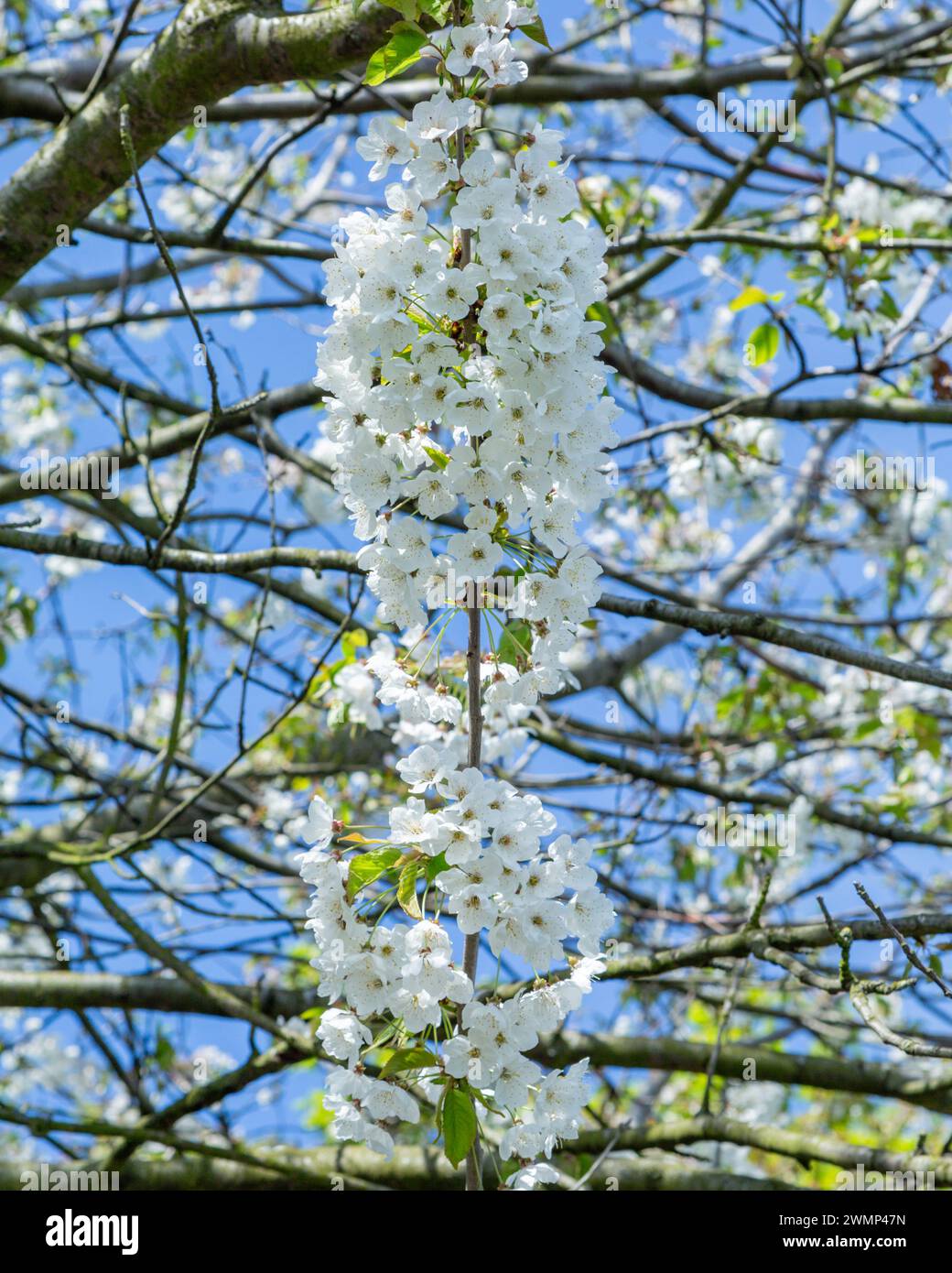 Tree blossom in bloom Stock Photo - Alamy