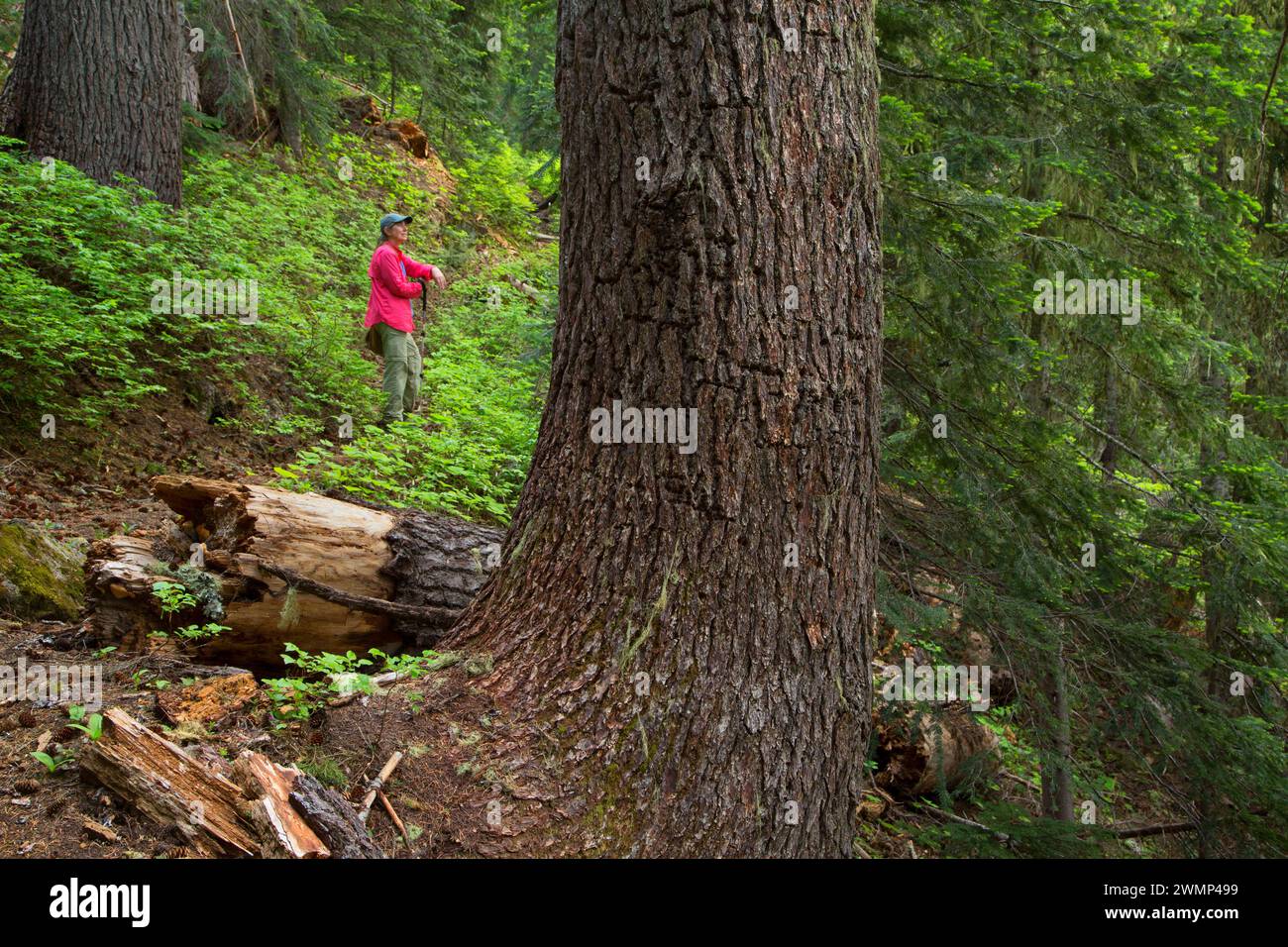 Pyramids Trail, Willamette National Forest, Oregon Stock Photo - Alamy