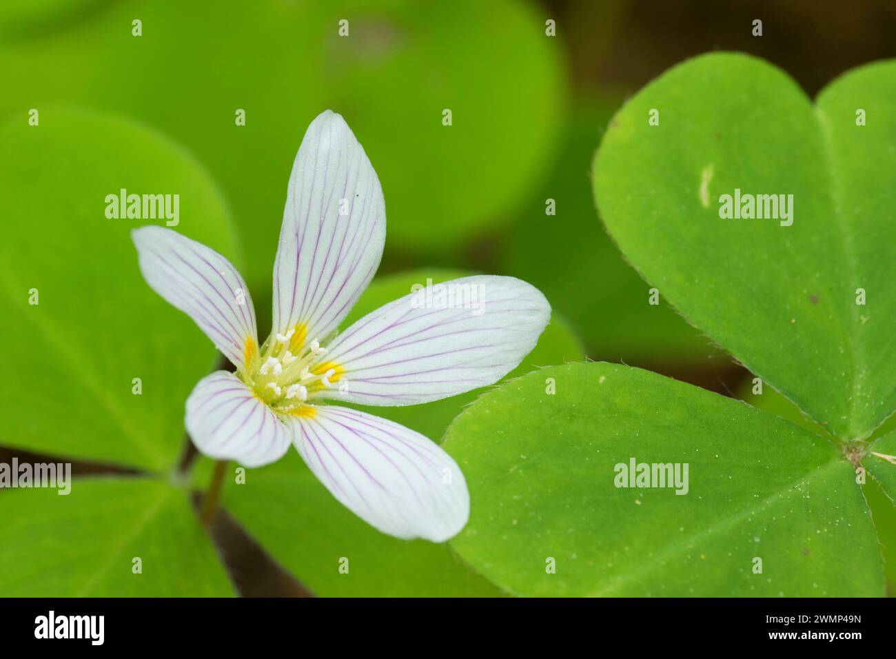 Oxalis flower near Salt Creek, Willamette National Forest, Oregon Stock ...