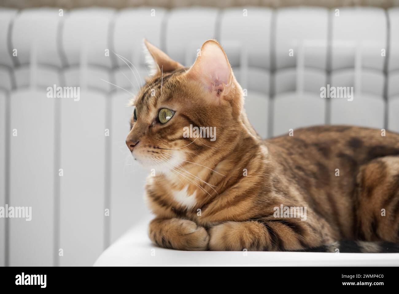 House radiator cat hi-res stock photography and images - Alamy