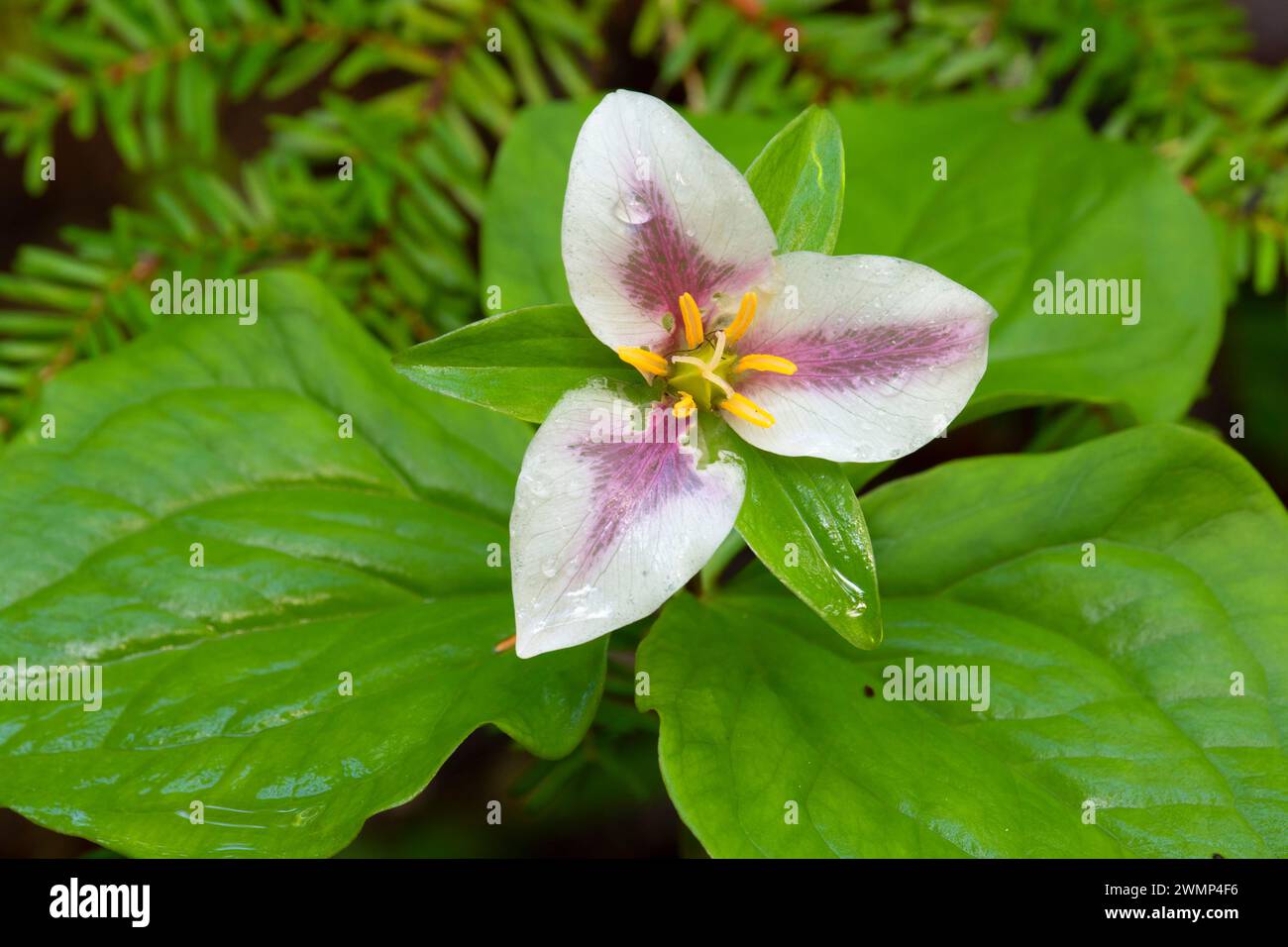 Western trillium (Trillium ovatum) along Clear Lake Trail, McKenzie ...