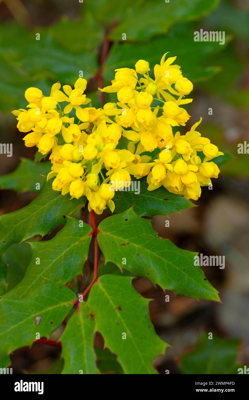 Oregon grape in bloom along Clear Lake Trail, McKenzie Pass-Santiam ...