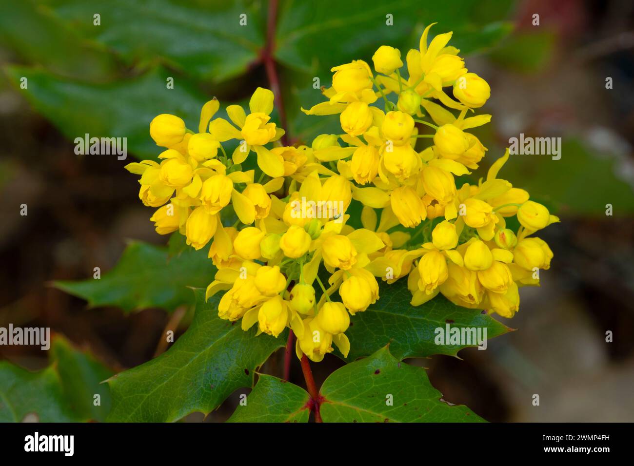 Oregon grape in bloom along Clear Lake Trail, McKenzie Pass-Santiam ...
