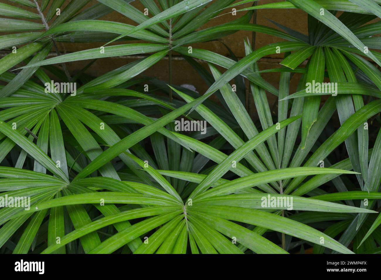 Rattan palm tree This small tree is used as a seed for planting in the ...