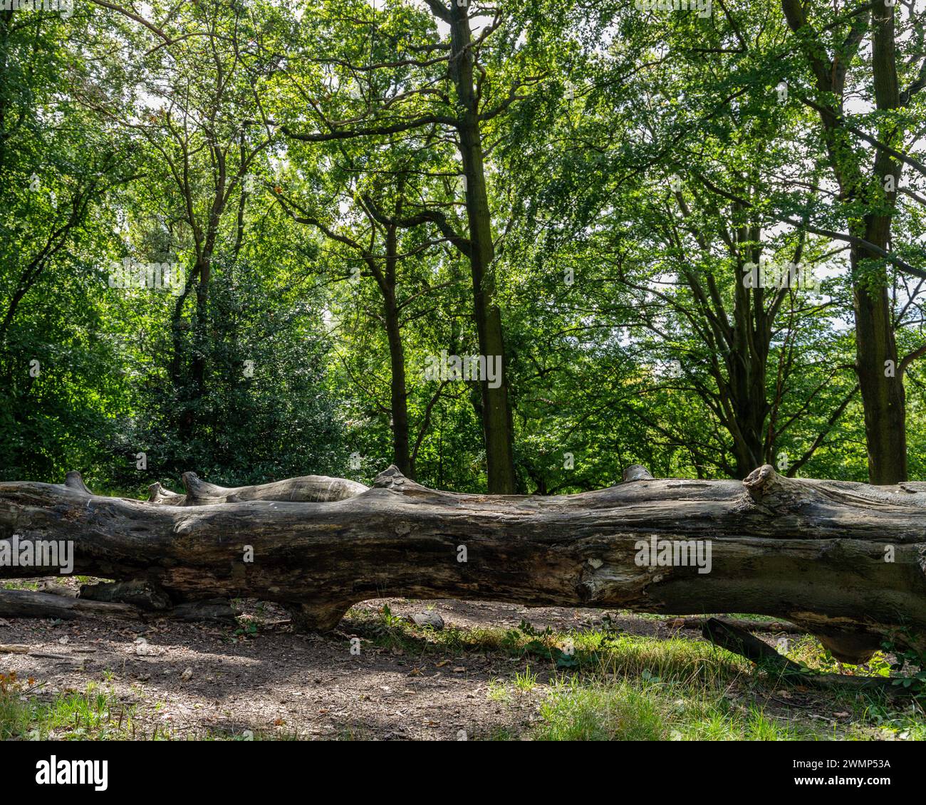 Scenic view of a traditional English Forest Stock Photo - Alamy