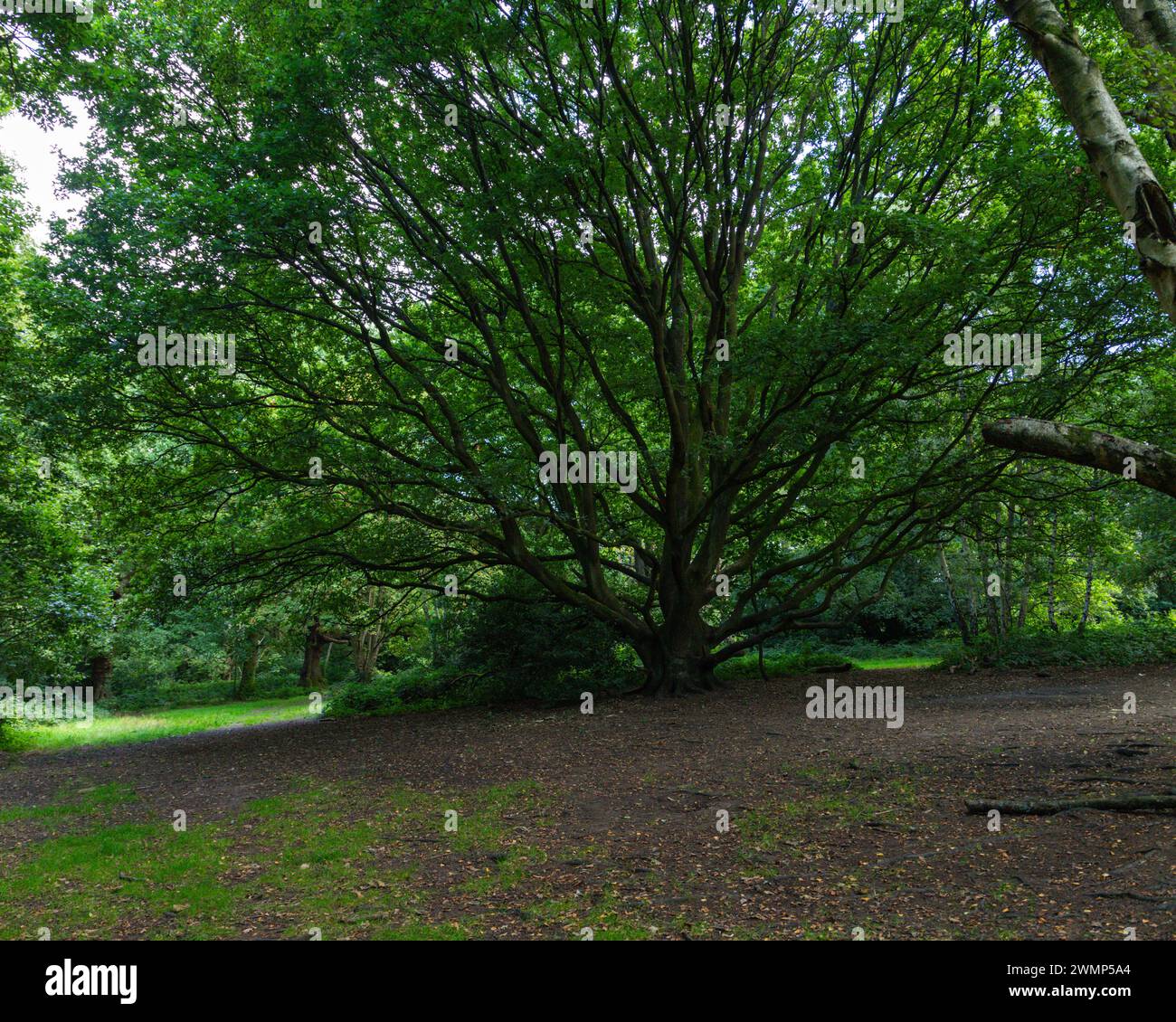Scenic view of a traditional English Forest Stock Photo - Alamy