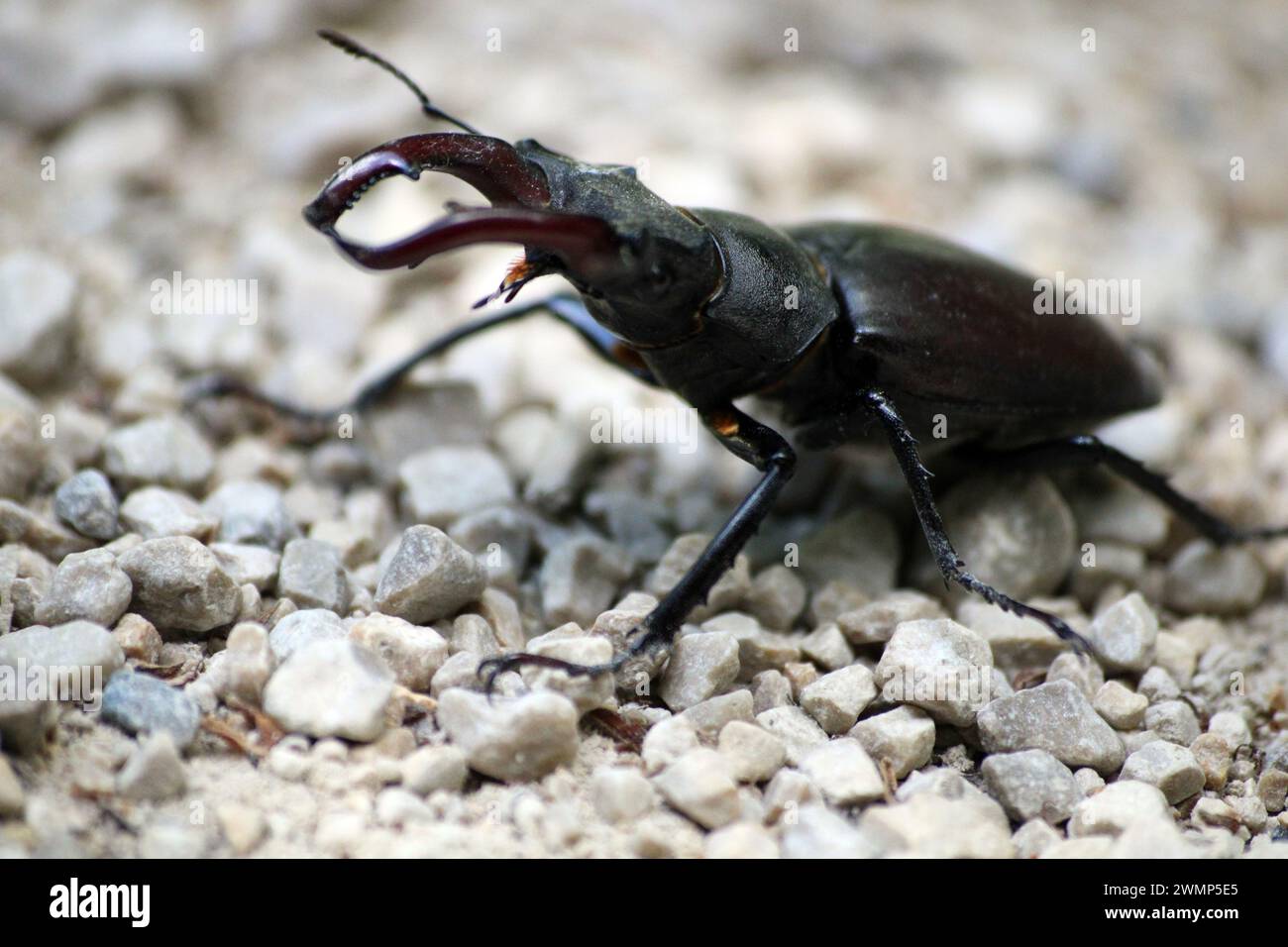 Small stag beetle hi-res stock photography and images - Alamy
