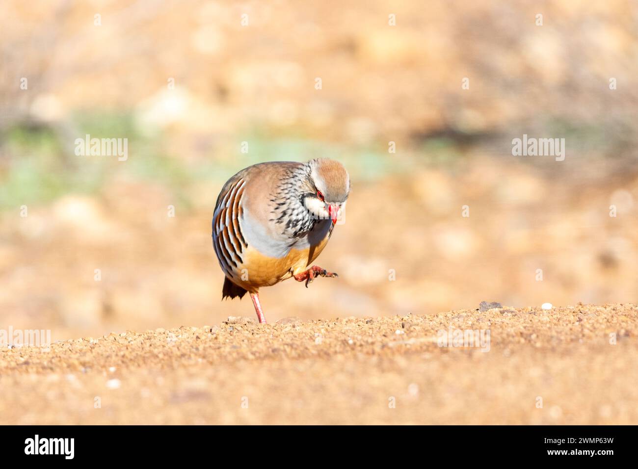 Flying partridge red bird hi-res stock photography and images - Alamy