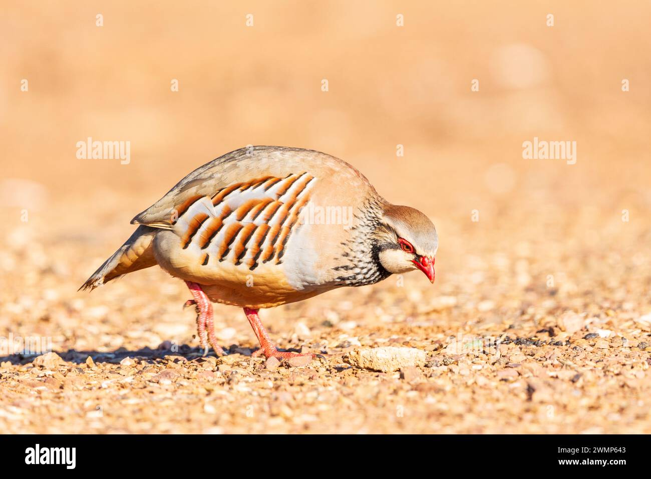 Flying partridge red bird hi-res stock photography and images - Alamy