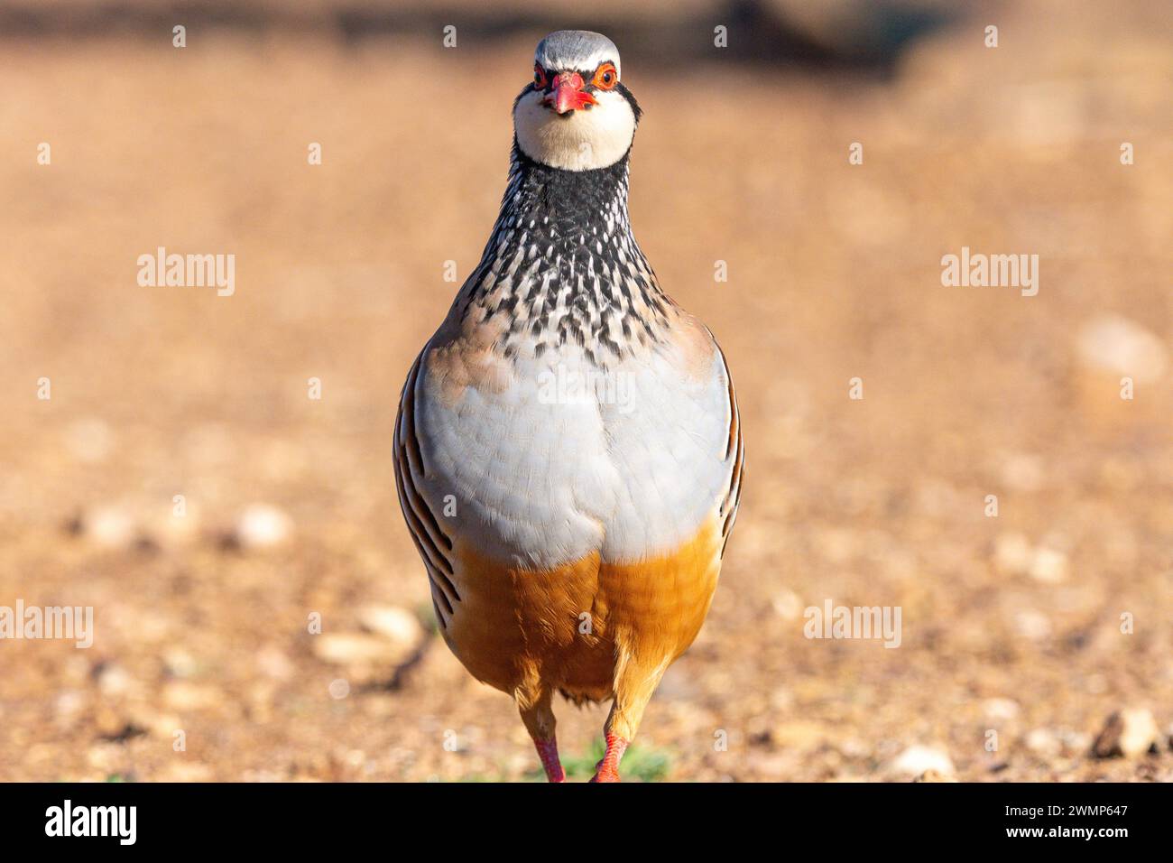 Flying partridge red bird hi-res stock photography and images - Alamy