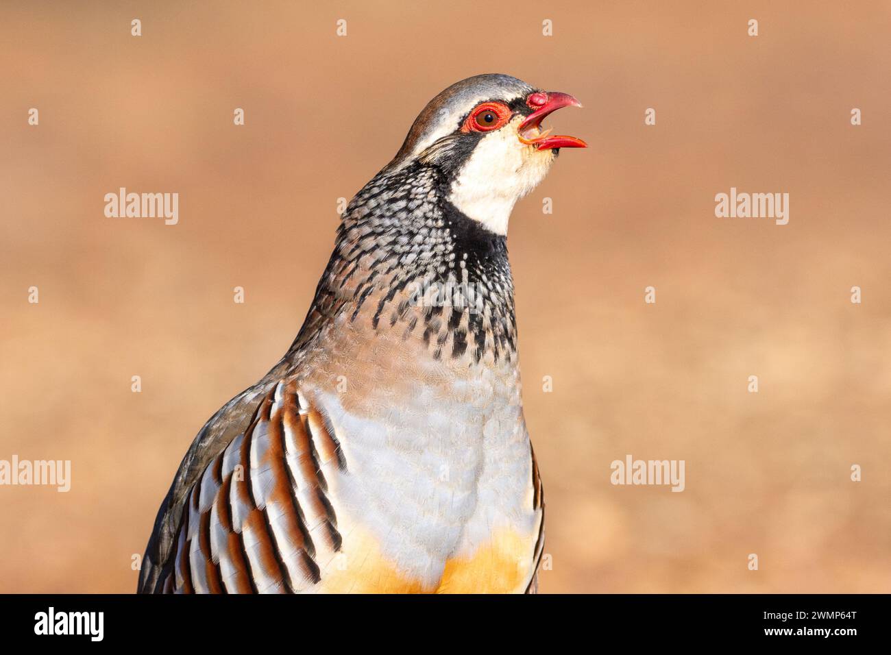 Flying partridge red bird hi-res stock photography and images - Alamy