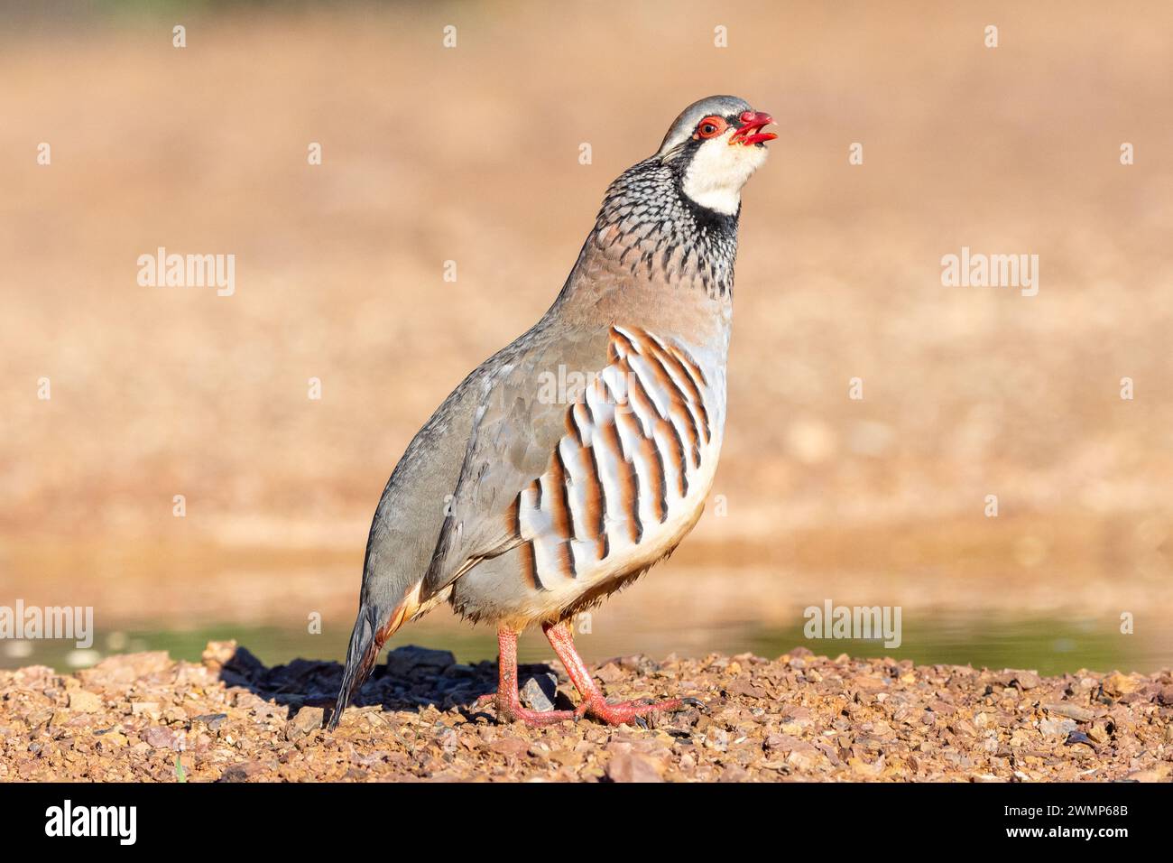 Flying partridge hi-res stock photography and images - Alamy