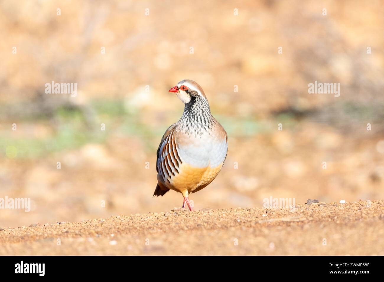 Flying partridge hi-res stock photography and images - Alamy