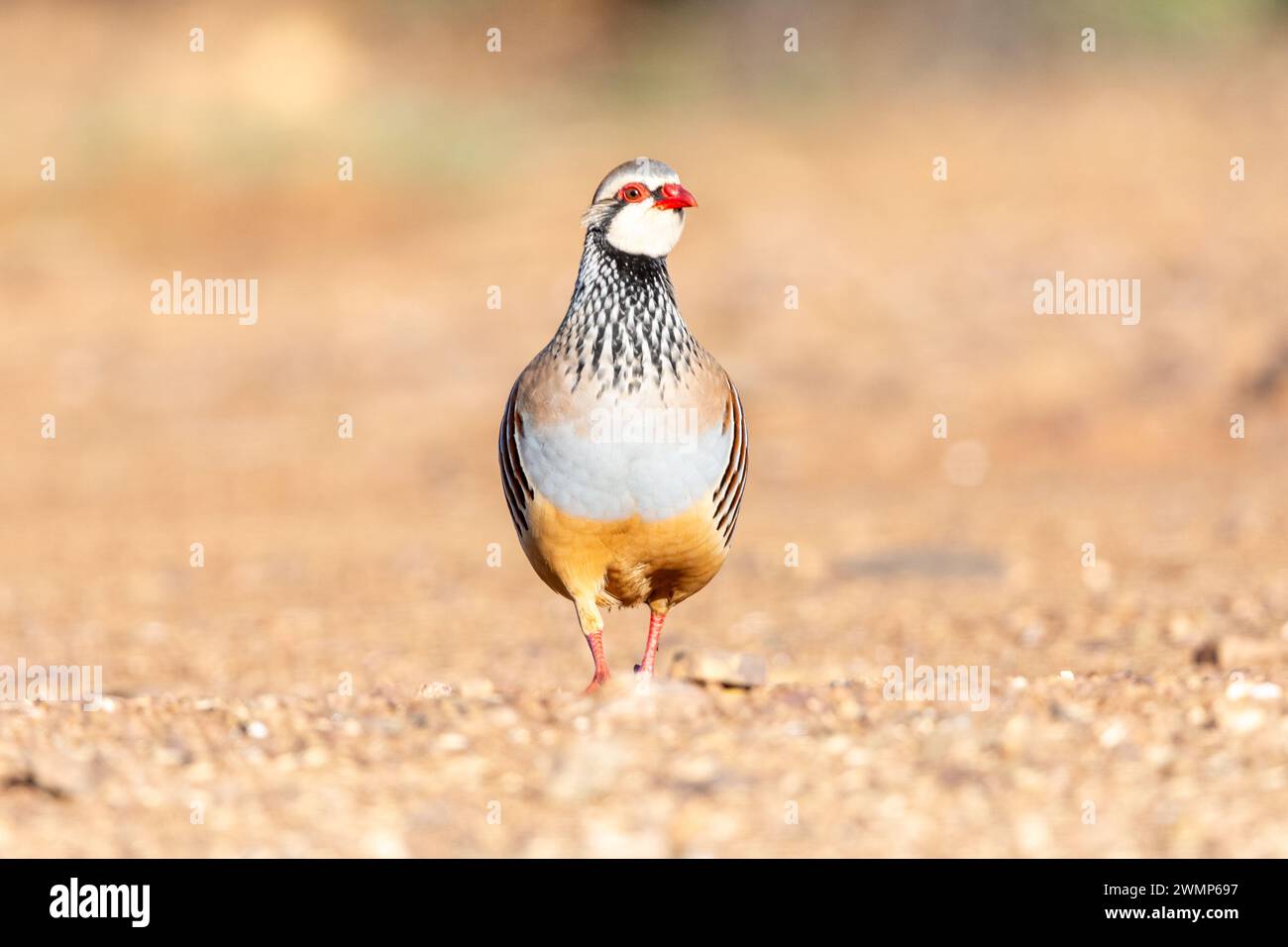 Flying partridge hi-res stock photography and images - Alamy