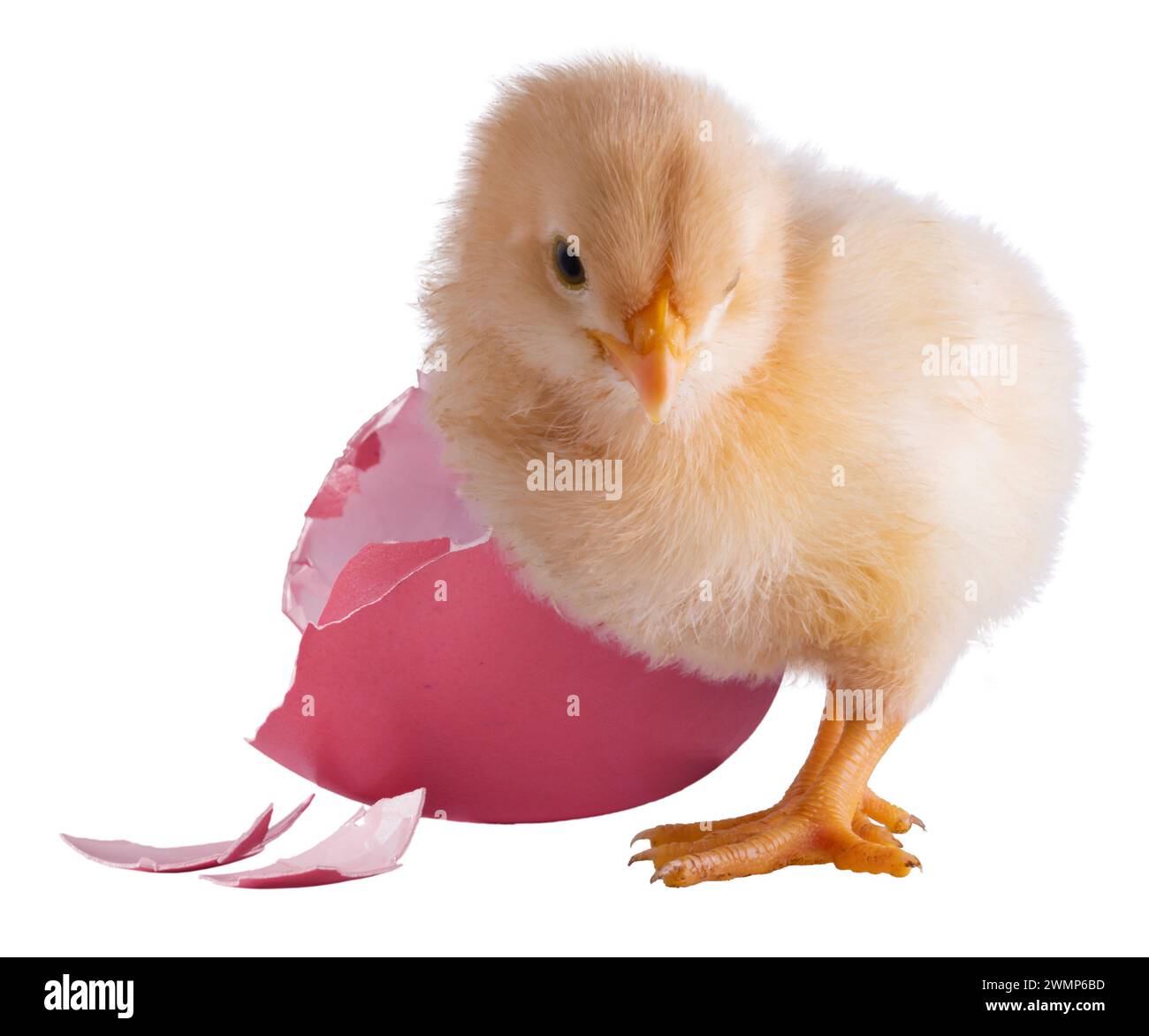 Bright yellow buff Orpington chicken chick standing next to a broken ...