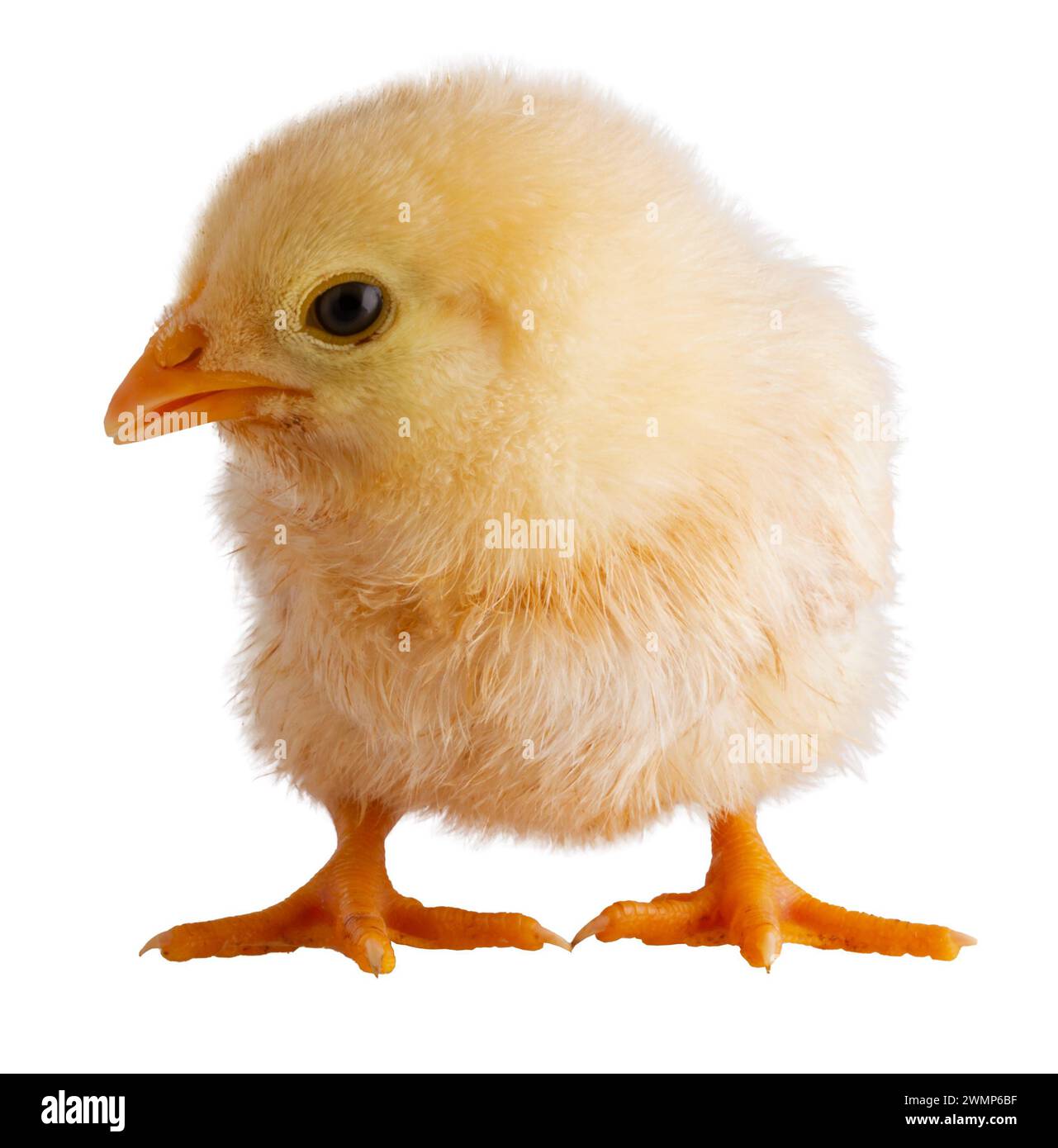 Buff Orpington chick isolated in a studio shot that is young enough it ...