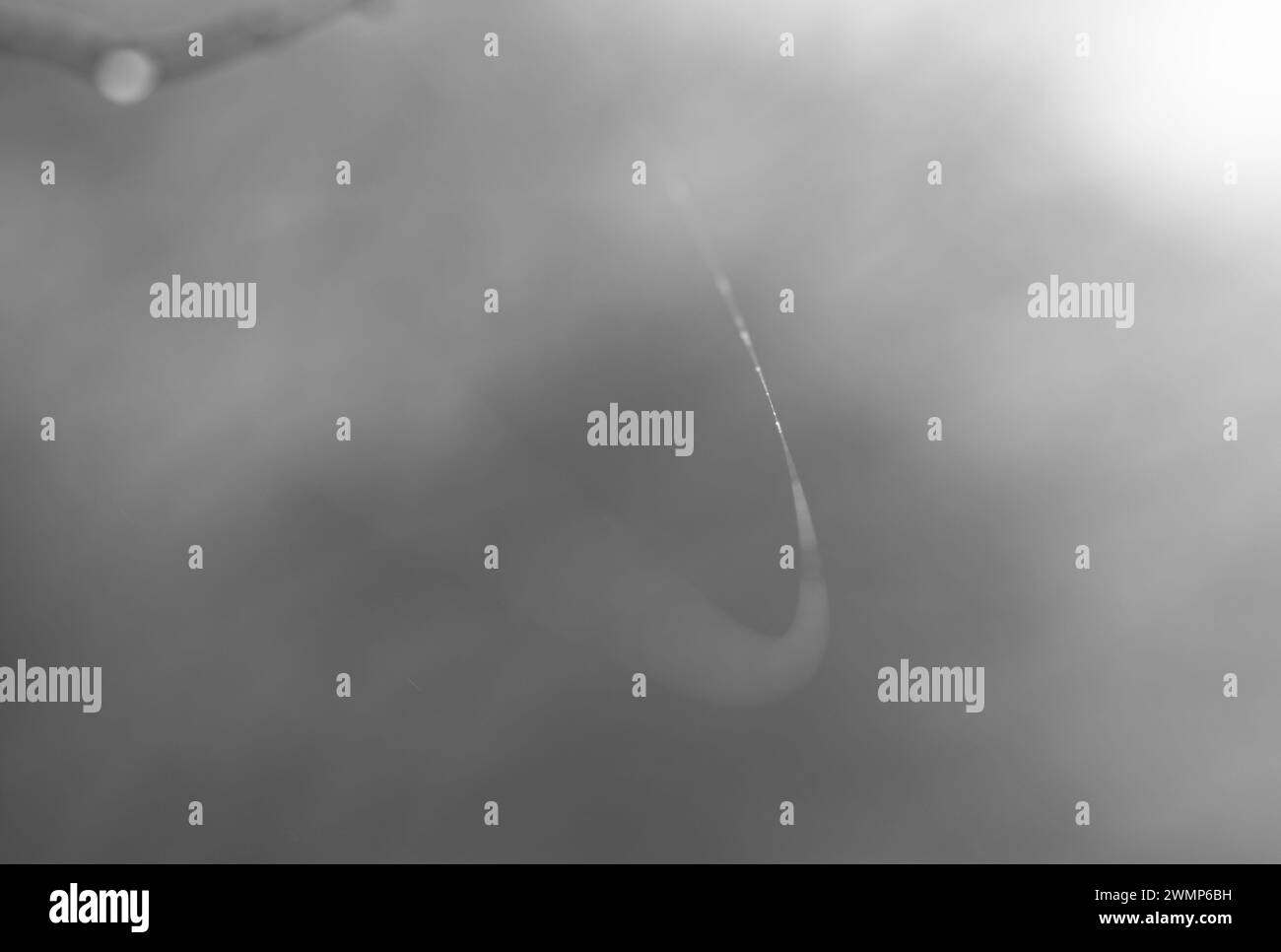 Spider thread in mist, minimalist abstract painting, black and white ...