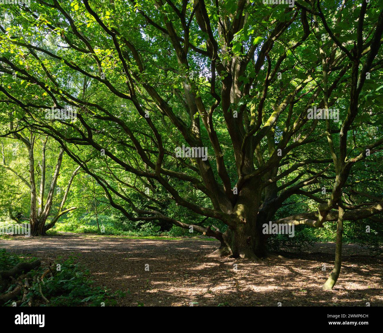 Scenic view of a traditional English Forest Stock Photo - Alamy