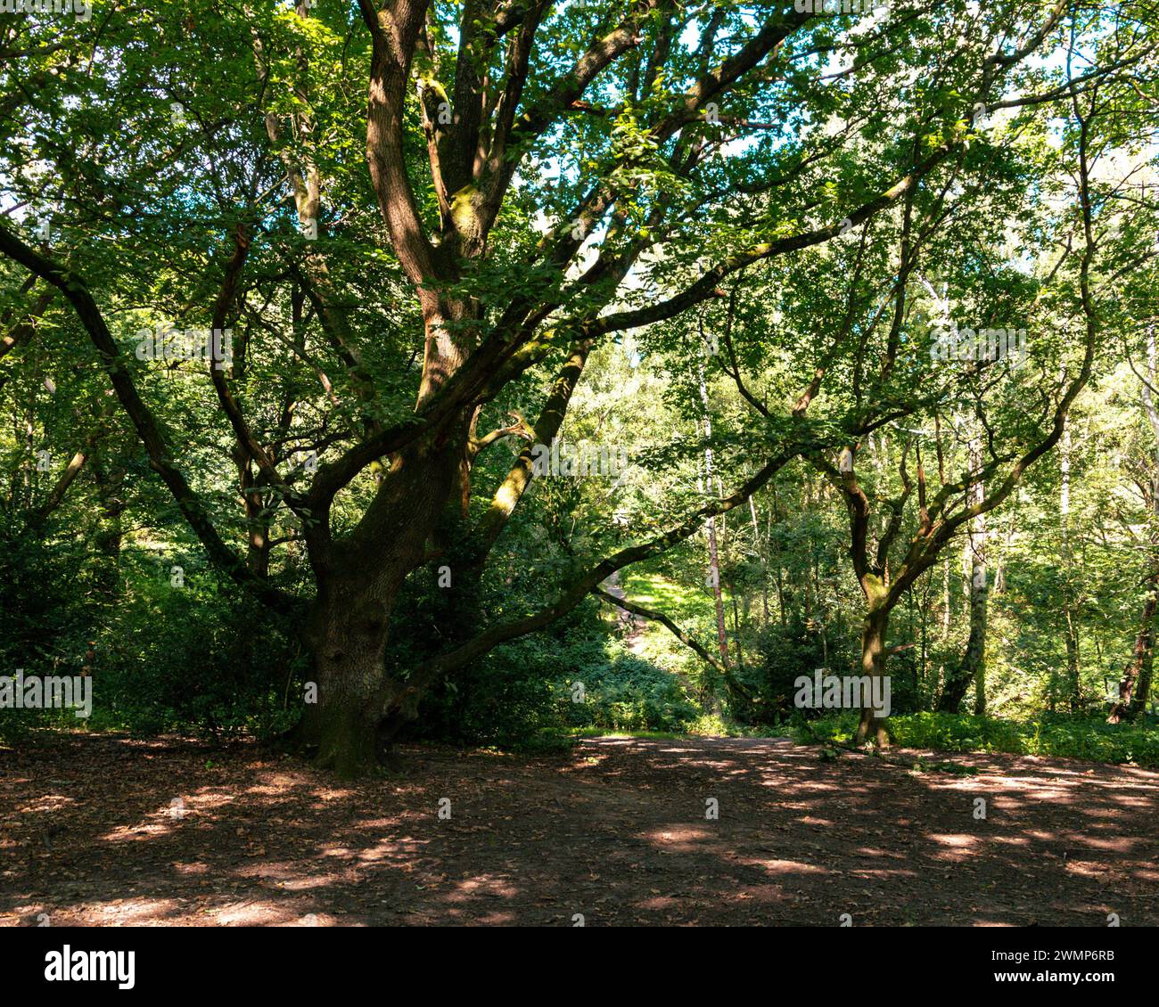 Scenic view of a traditional English Forest Stock Photo - Alamy