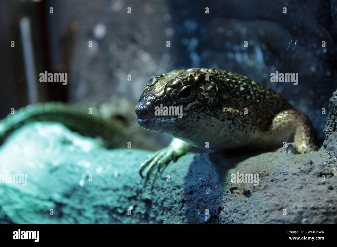 Pecs zoo hi-res stock photography and images - Alamy