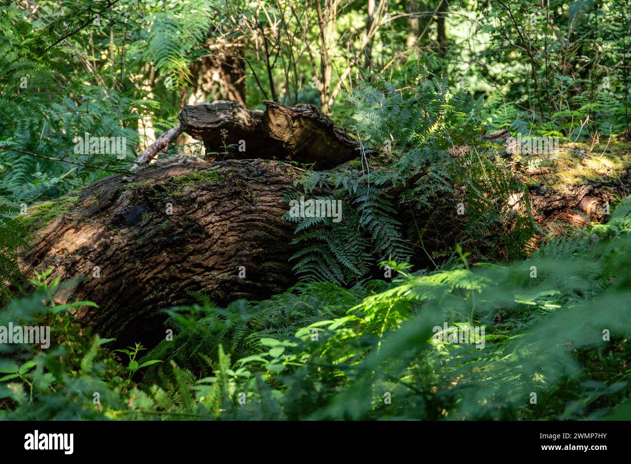 Scenic view of a traditional English Forest Stock Photo - Alamy