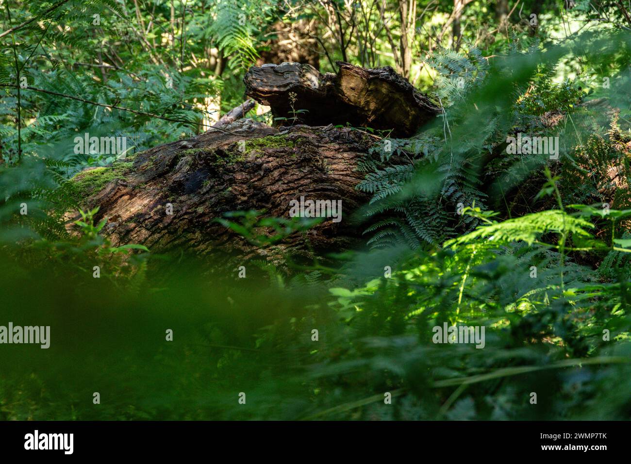 Scenic view of a traditional English Forest Stock Photo - Alamy