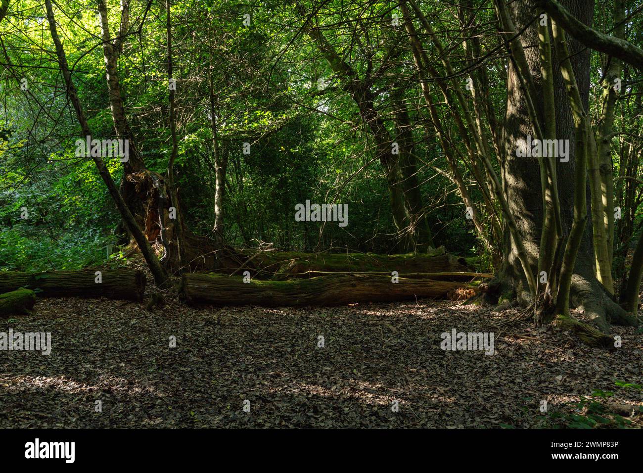 English forest hi-res stock photography and images - Alamy