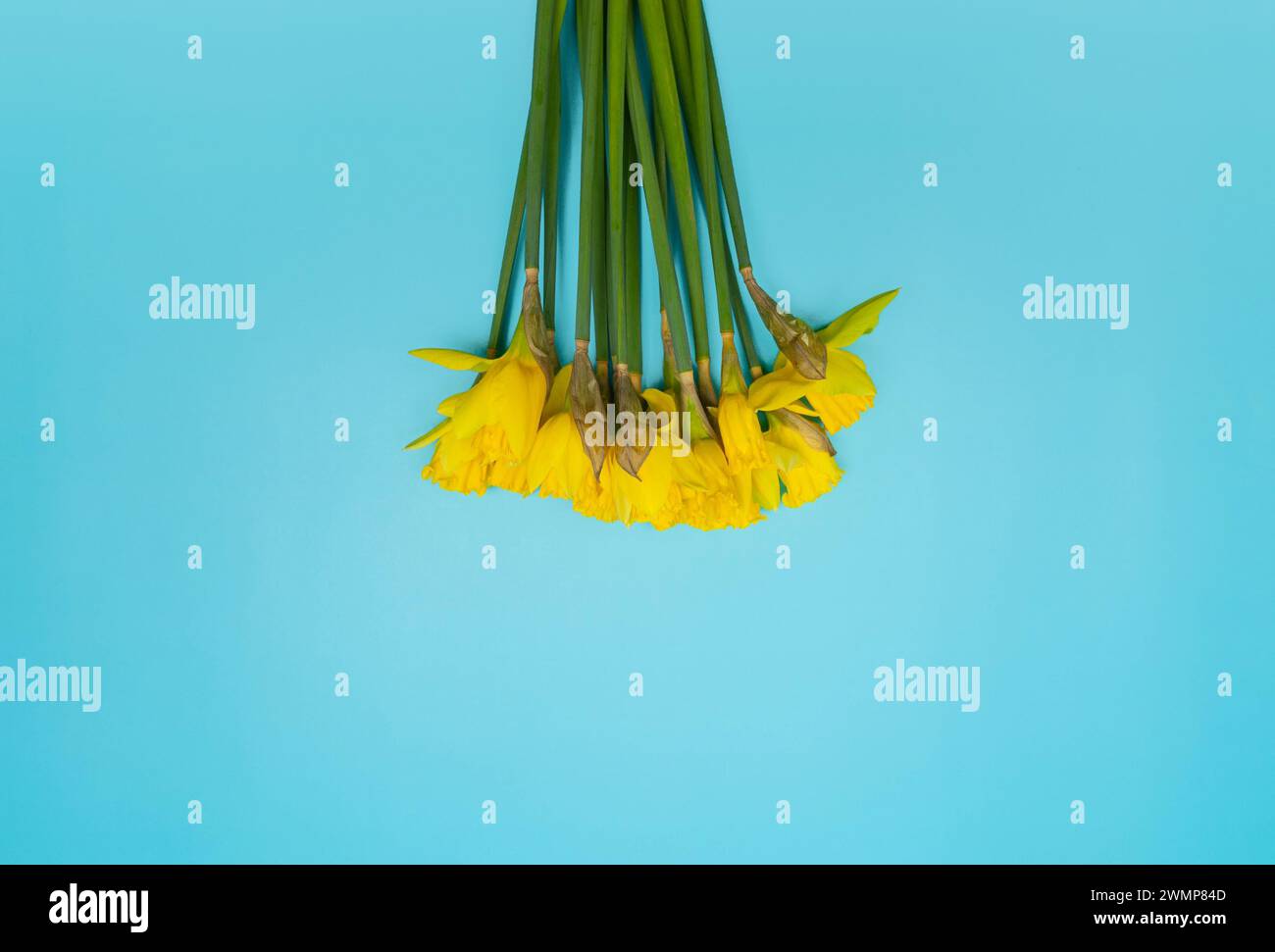Top view of yellow daffodils on blue background. Spring colourful ...