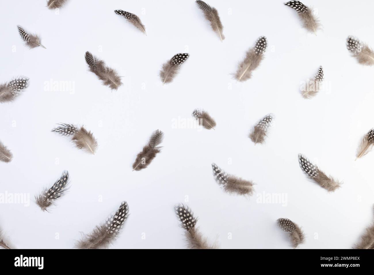 Top view of brown feathers on white background. Creative feathers ...