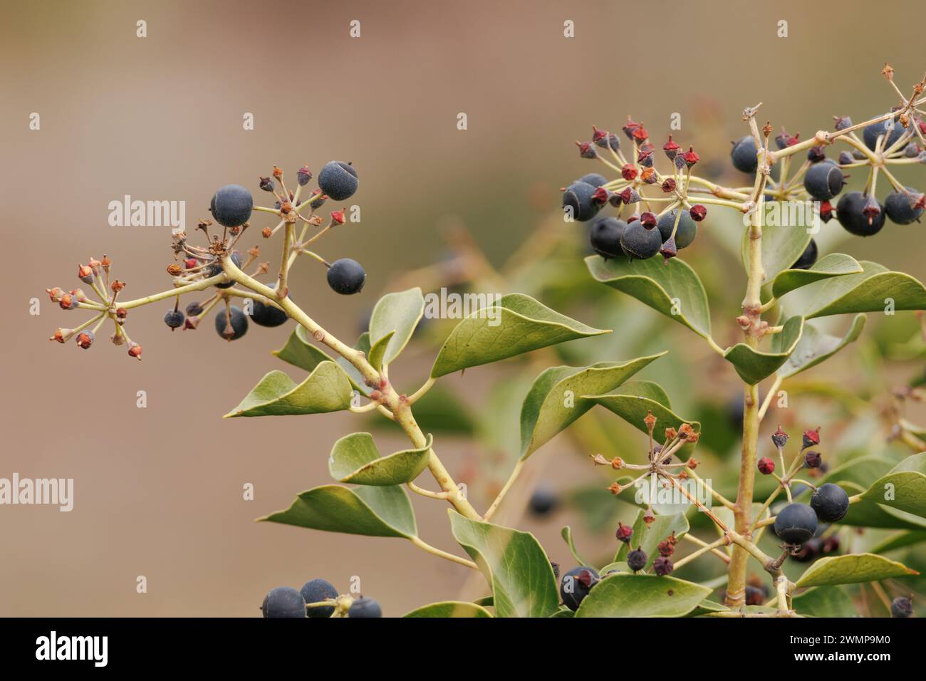 Hedera canariensis hi-res stock photography and images - Alamy