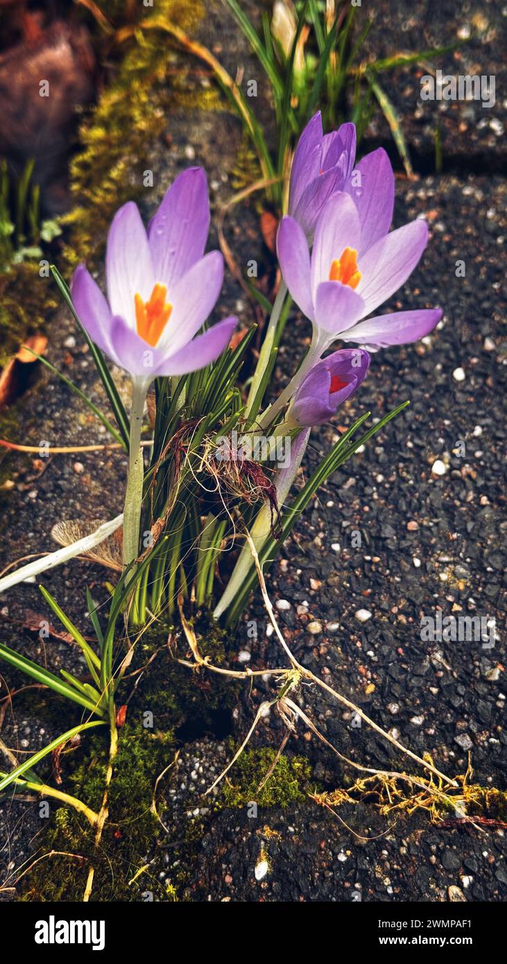 Purple flowers emerging from a stone wall Stock Photo - Alamy