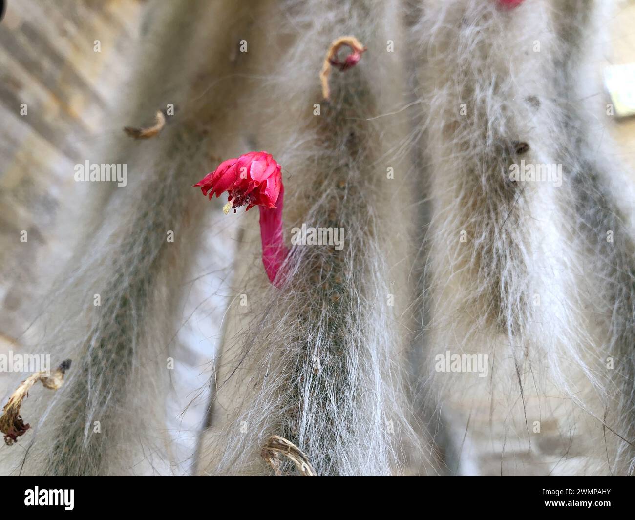 Monkey tail cactus hi-res stock photography and images - Alamy
