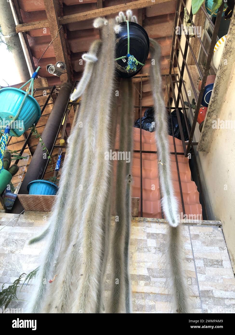 Monkey tail cactus hi-res stock photography and images - Alamy