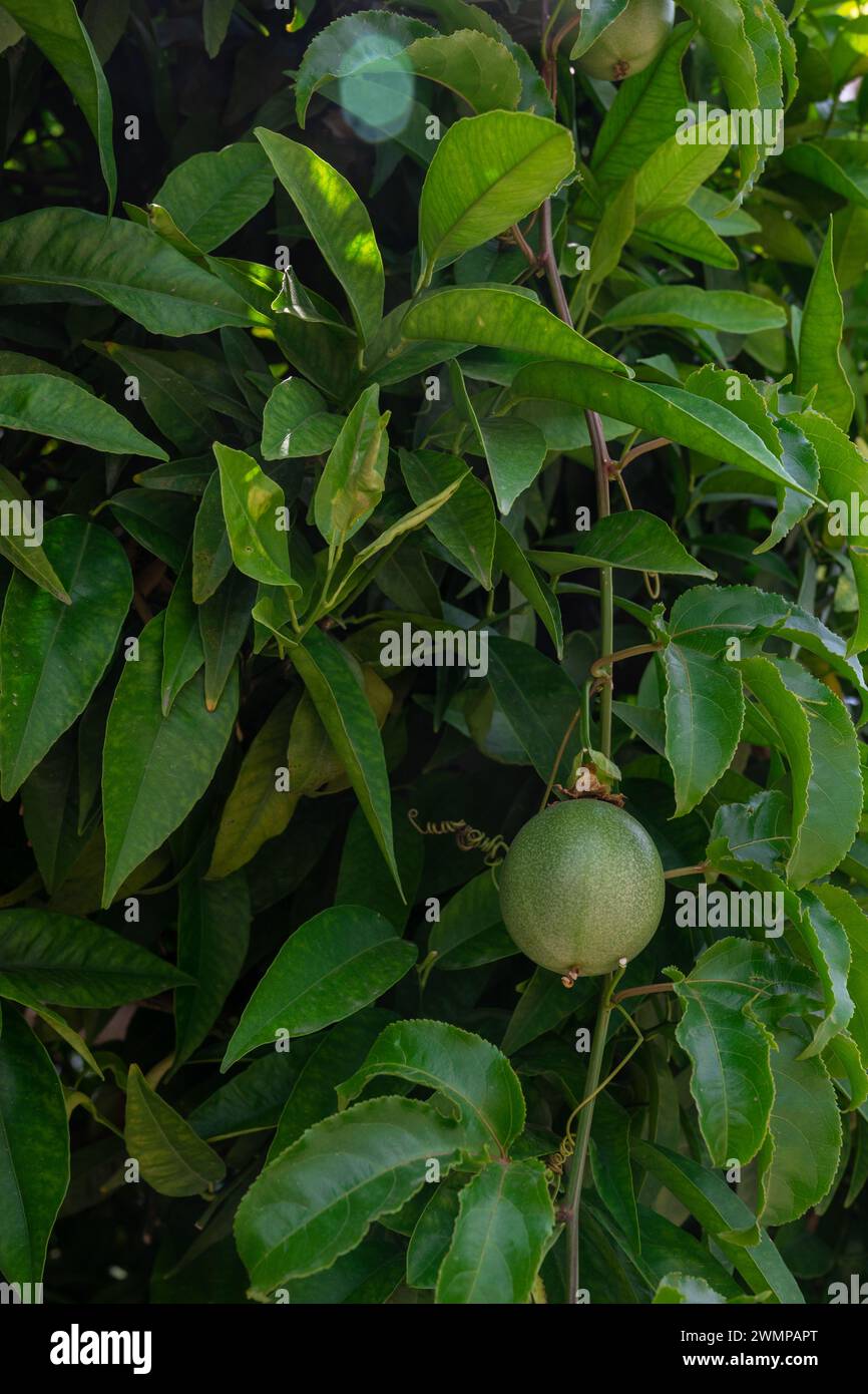 Passion fruit maracuja growing on the tree in the garden, beauty summer ...