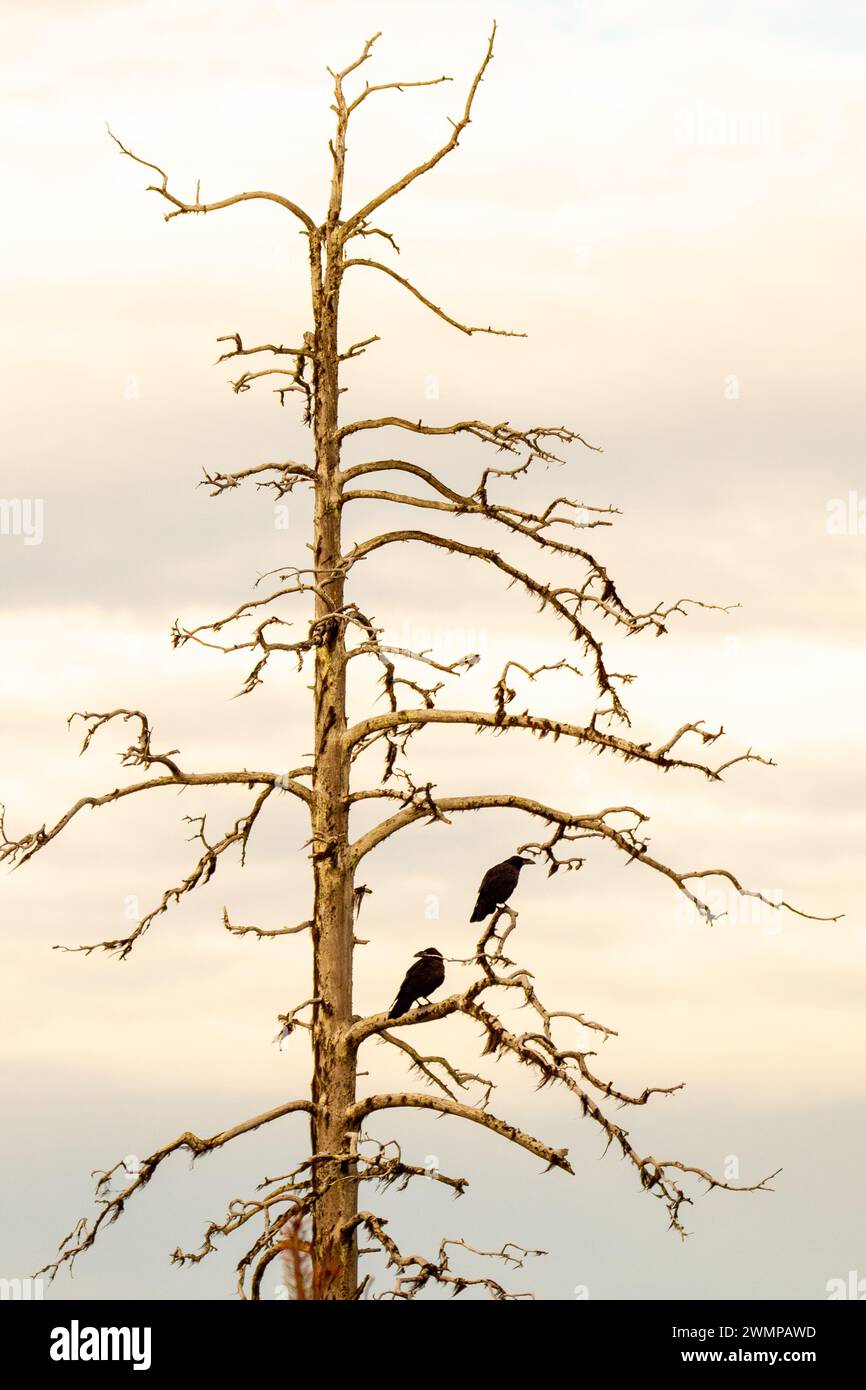 Crows sitting on a branch of a dry tree at sunset Stock Photo - Alamy