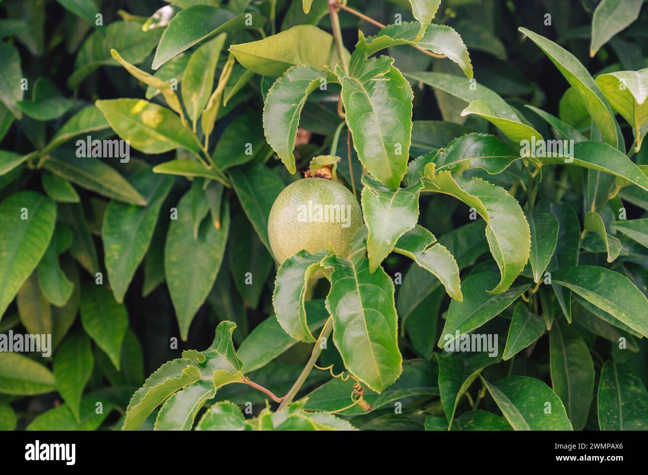 Passion fruit maracuja growing on the tree in the garden, beauty summer ...