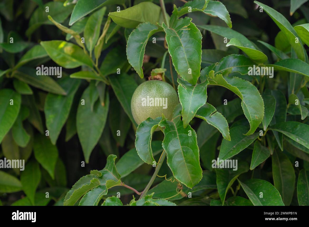 Passion fruit maracuja growing on the tree in the garden, beauty summer ...
