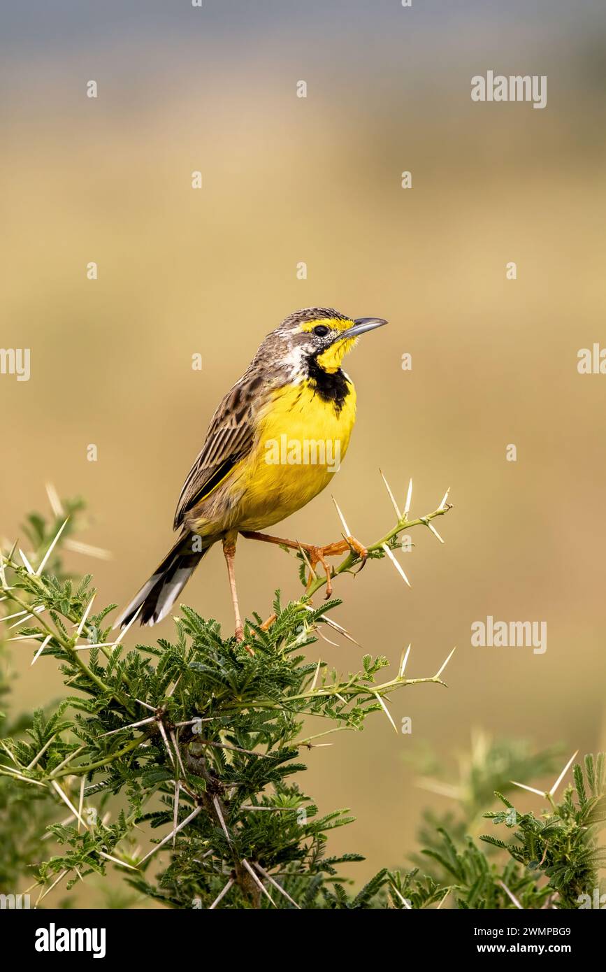A yellow-throated longclaw, macronyx croceus, perched on a thorny ...
