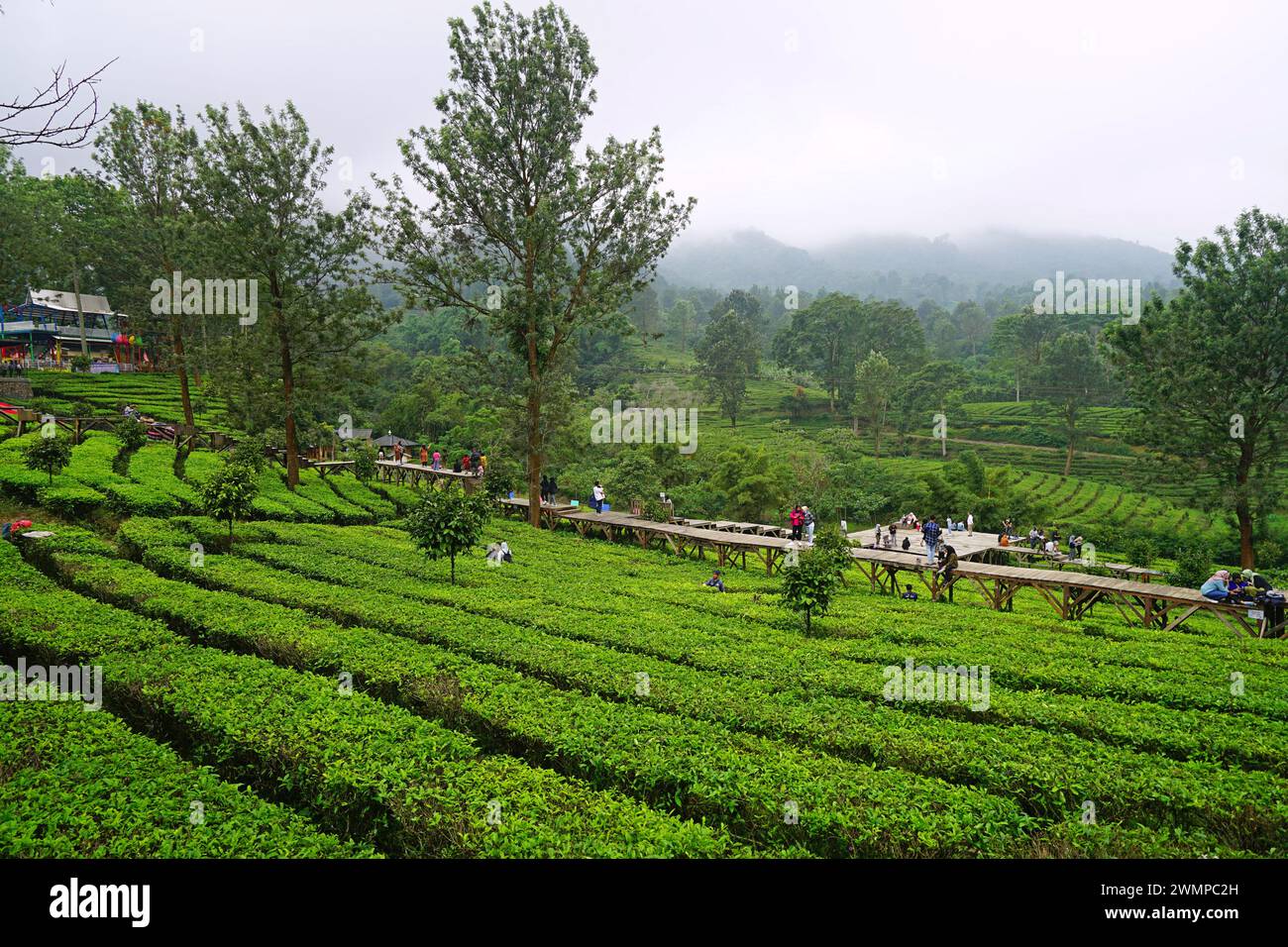 Gunung Mas Tea Plantation Park and Garden, Puncak, Cisarua, Bogor, West ...