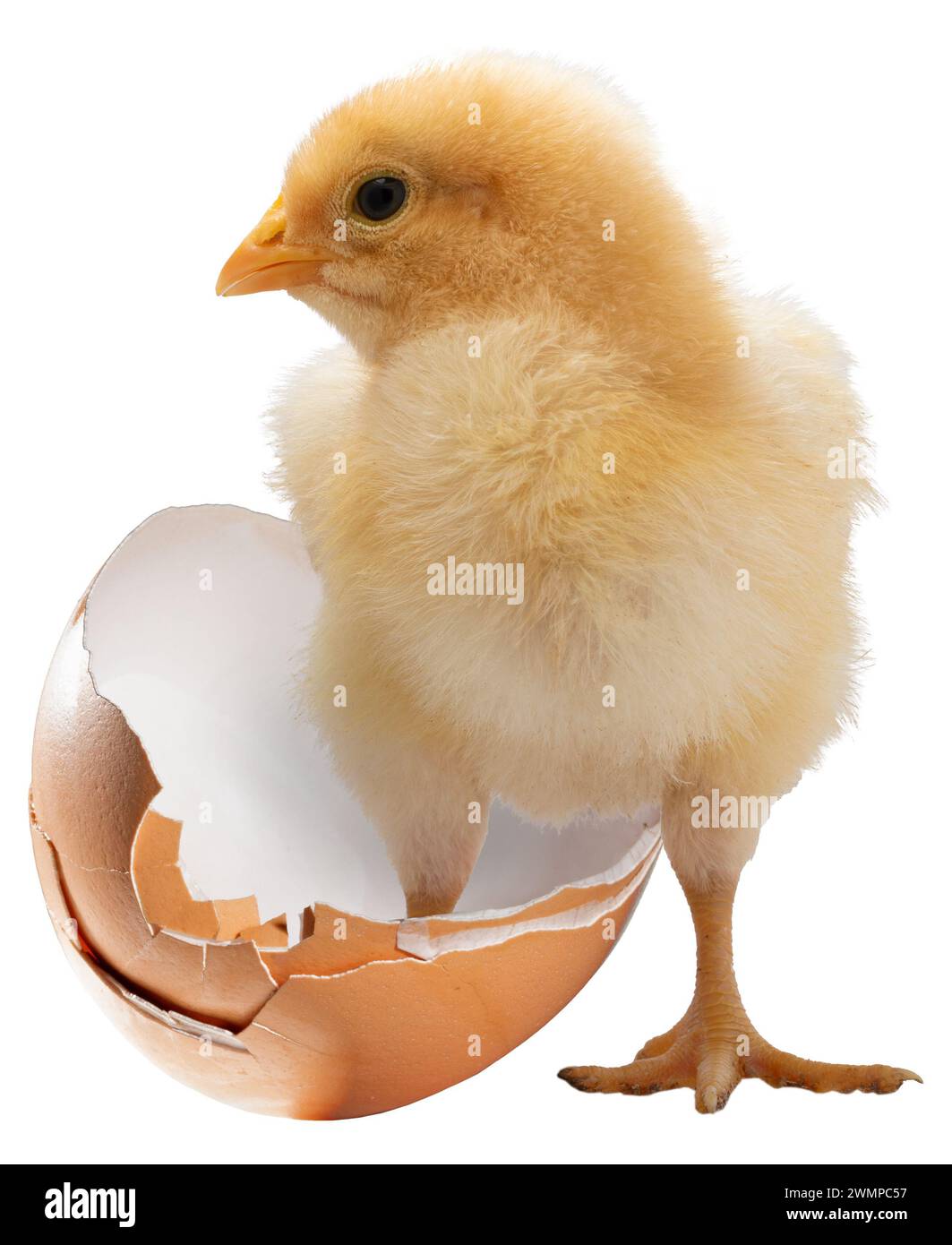 Very young buff orpington chicken check isolated with a foot inside a ...