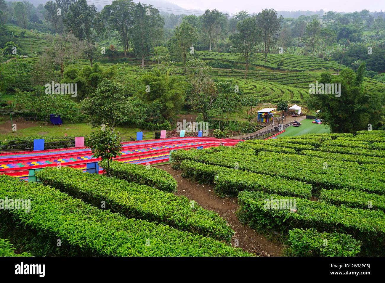 Gunung Mas Tea Plantation Park and Garden, Puncak, Cisarua, Bogor, West ...
