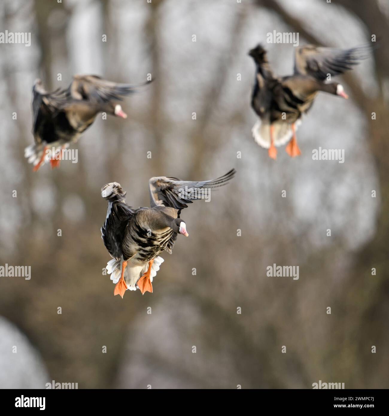 Greater White-fronted Geese ( Anser albifrons ), little flock in flight ...