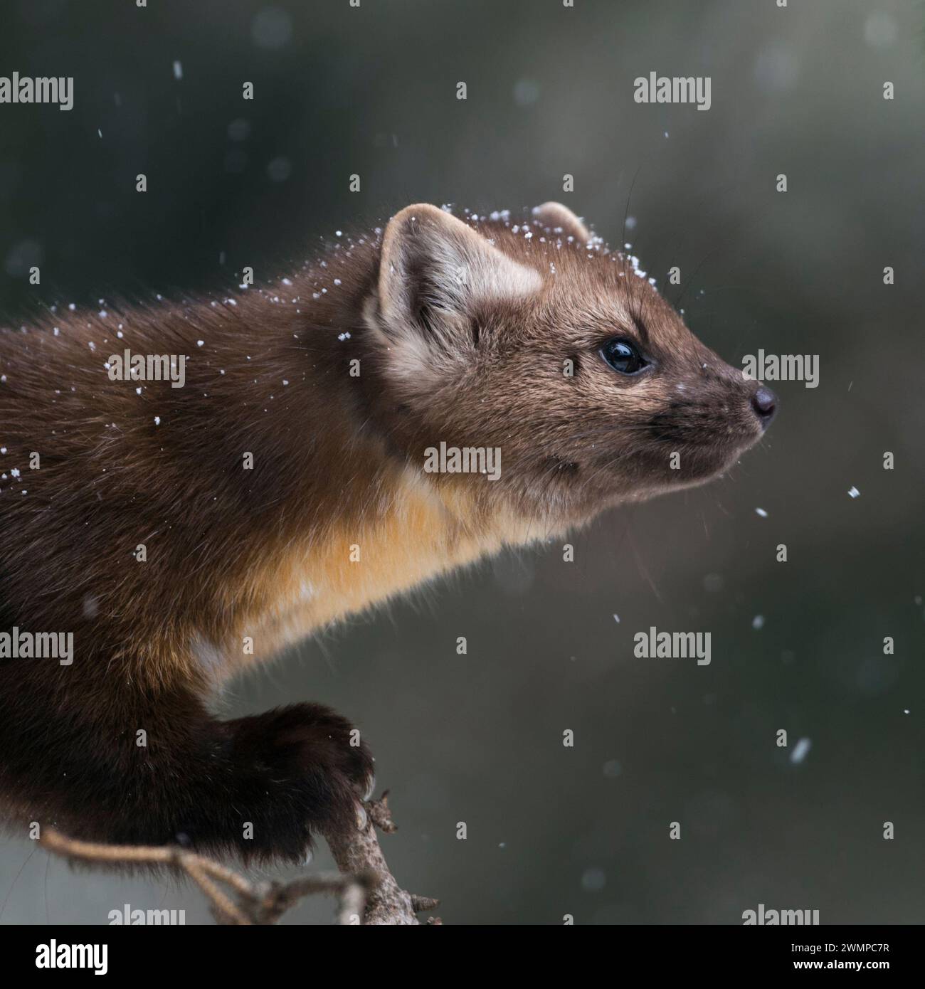 American Pine Marten ( Martes americana ) in light snowfall, sitting in ...