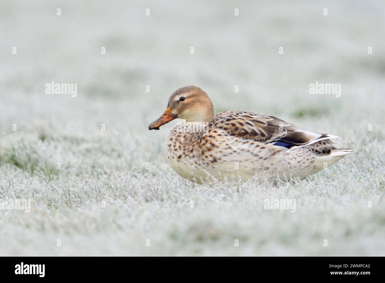 Pale colours hi-res stock photography and images - Alamy