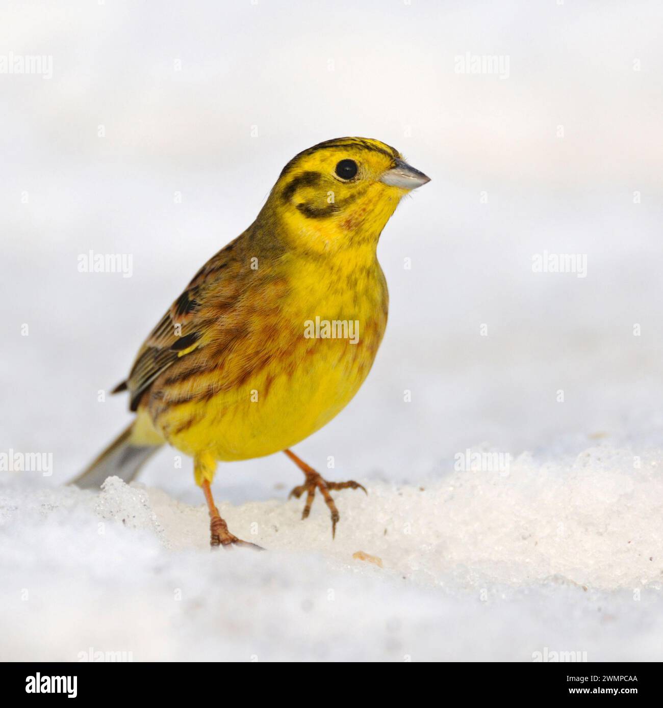 Yellow hammer bird uk close up hi-res stock photography and images - Alamy